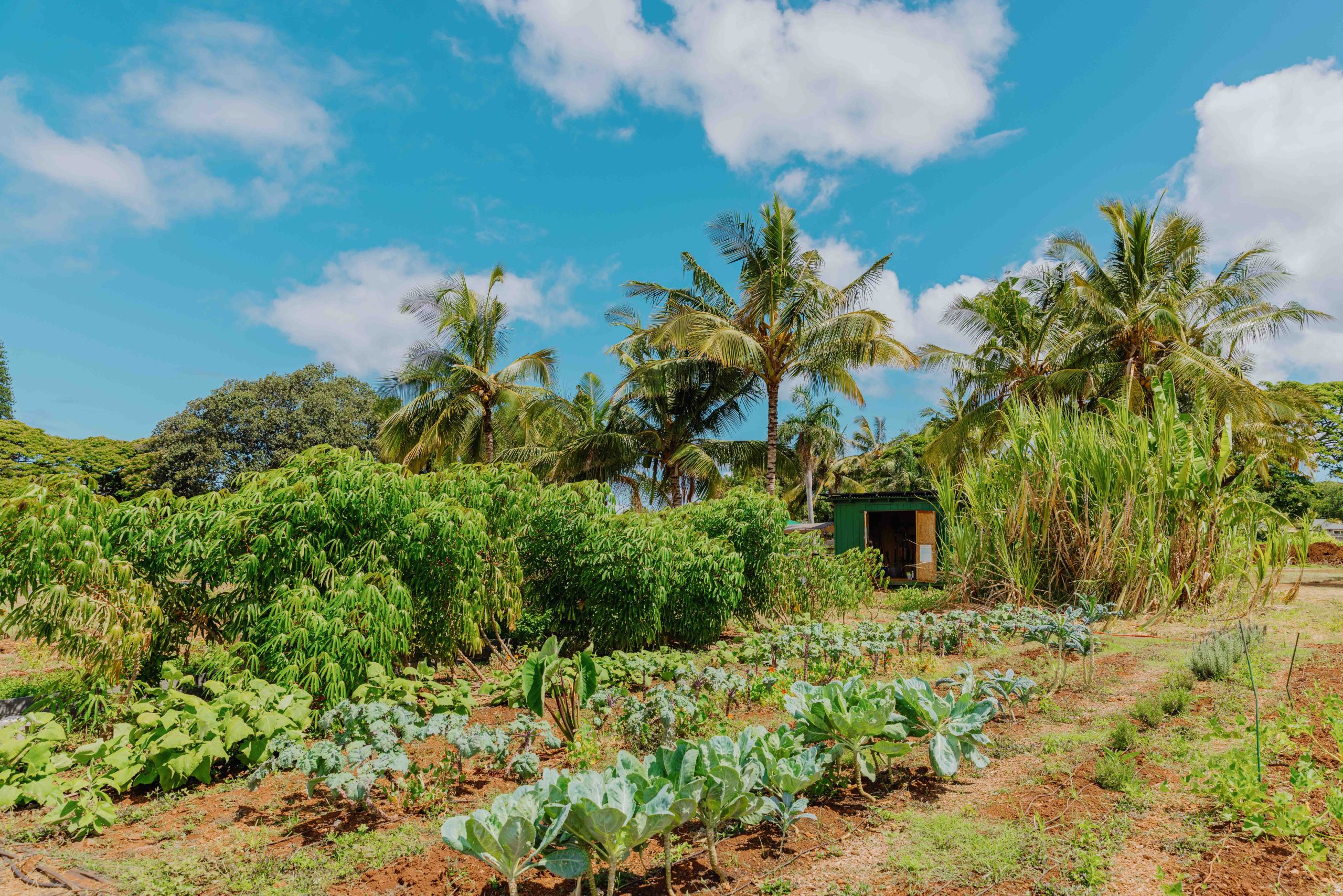 Farm Work Day - Kokua Hawaii Foundation