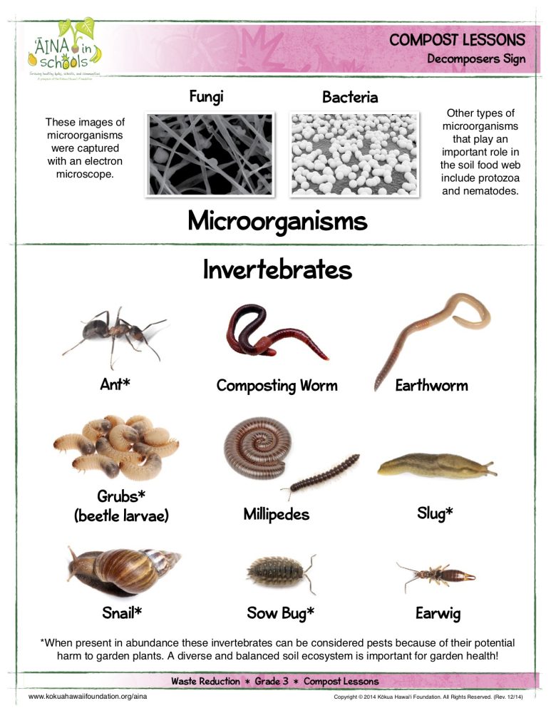 ʻĀINA In Schools Waste Reduction Grade 3: Visual Aids - Kokua Hawaii ...