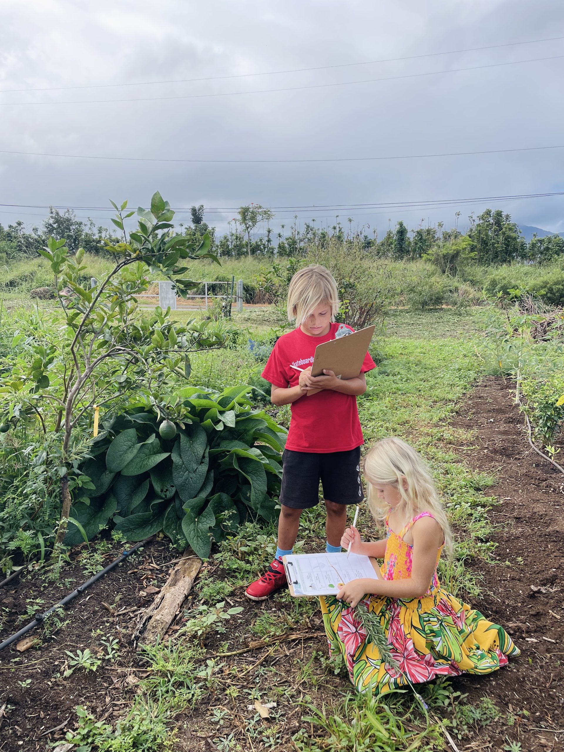 Kōkua Learning Farm Field Trip with Sunset Beach Elementary - Kokua ...