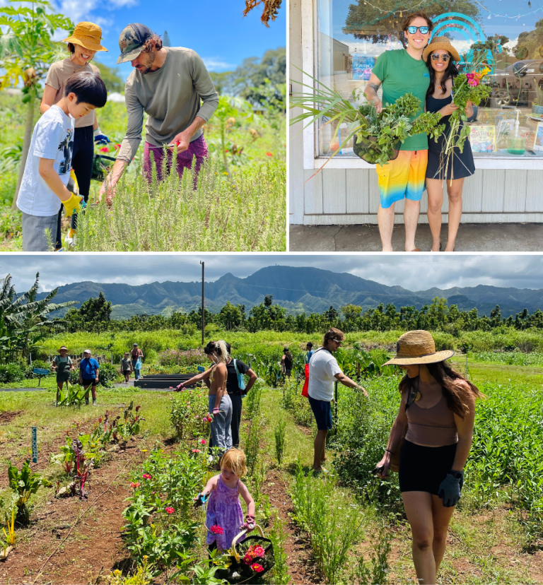 Kōkua Learning Farm U-Pick Event - Kokua Hawaii Foundation